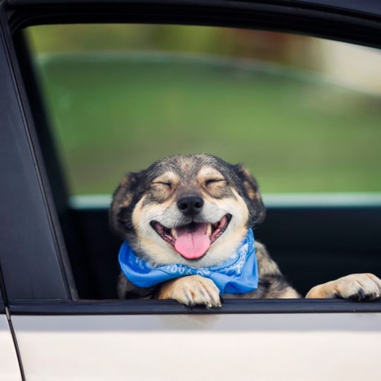 Best Practices for Keeping Your Dog Safe in the Car